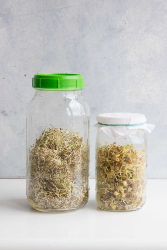 Sprouting 101: How to Sprout and Why You Should | Wholefully