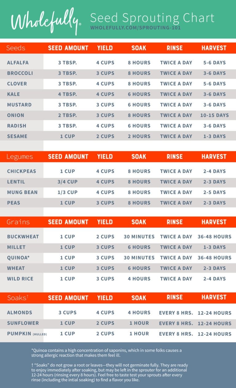 Sprouting 101: How to Sprout and Why You Should | Wholefully