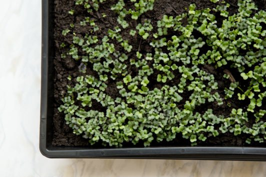 How to Grow Microgreens Indoors | Gardening | Wholefully