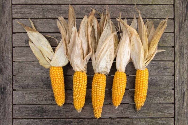 Easy Grilled Corn On The Cob Recipe | Wholefully